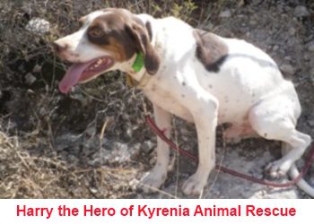 Harry is the Hero of Kyrenia Animal Rescue - CyprusScene.com