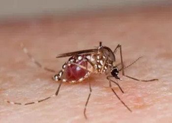 Stop Mosquitoes from breeding and multiplying - CyprusScene.com