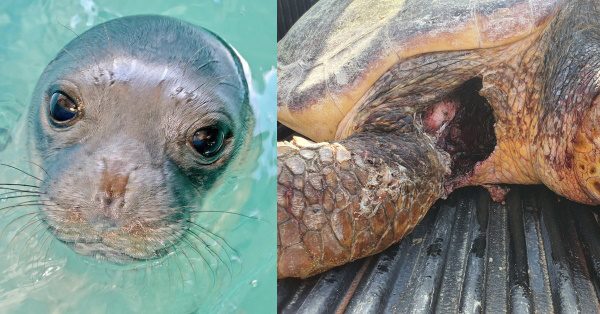 The mischievous Mediterranean seal and Caretta deaths! - CyprusScene.com