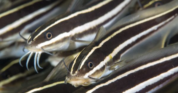 WARNING: Striped Eel Catfish reported in Cypriot waters - CyprusScene.com